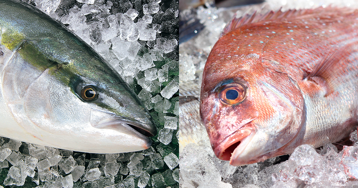 Japan’s Ocean Delicacies: Buri (Yellowtail) and Tai (Red Sea Bream ...